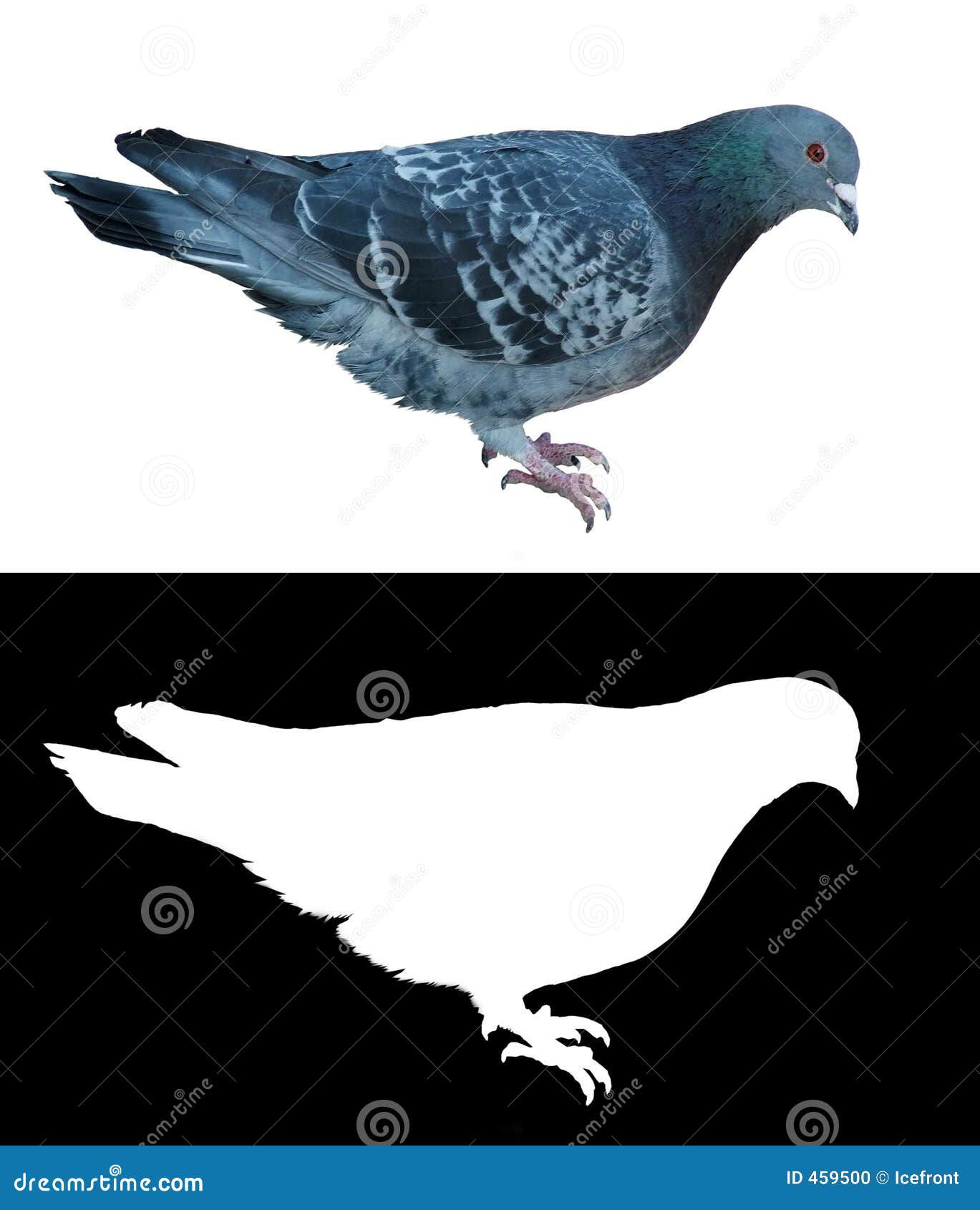 Isolated Pigeon W Transparency Stock Illustration - Illustration of ...