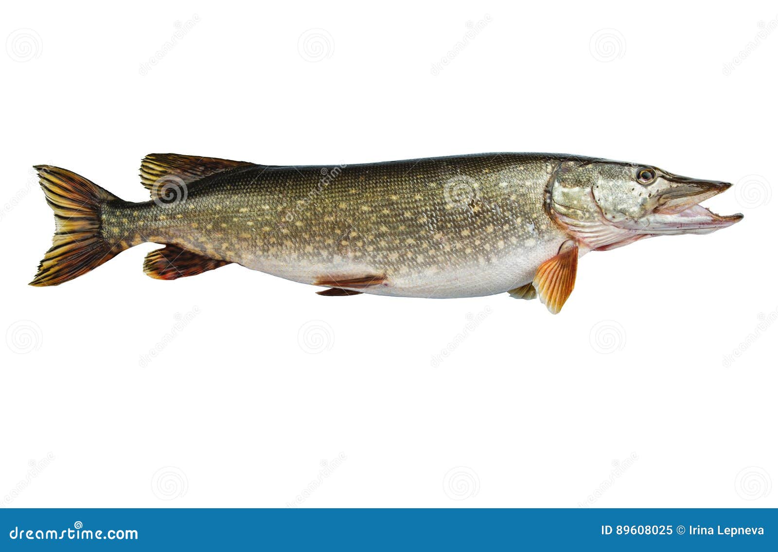 Isolated Pike, A Kind Of River Fish From The Side. Royalty-Free Stock ...