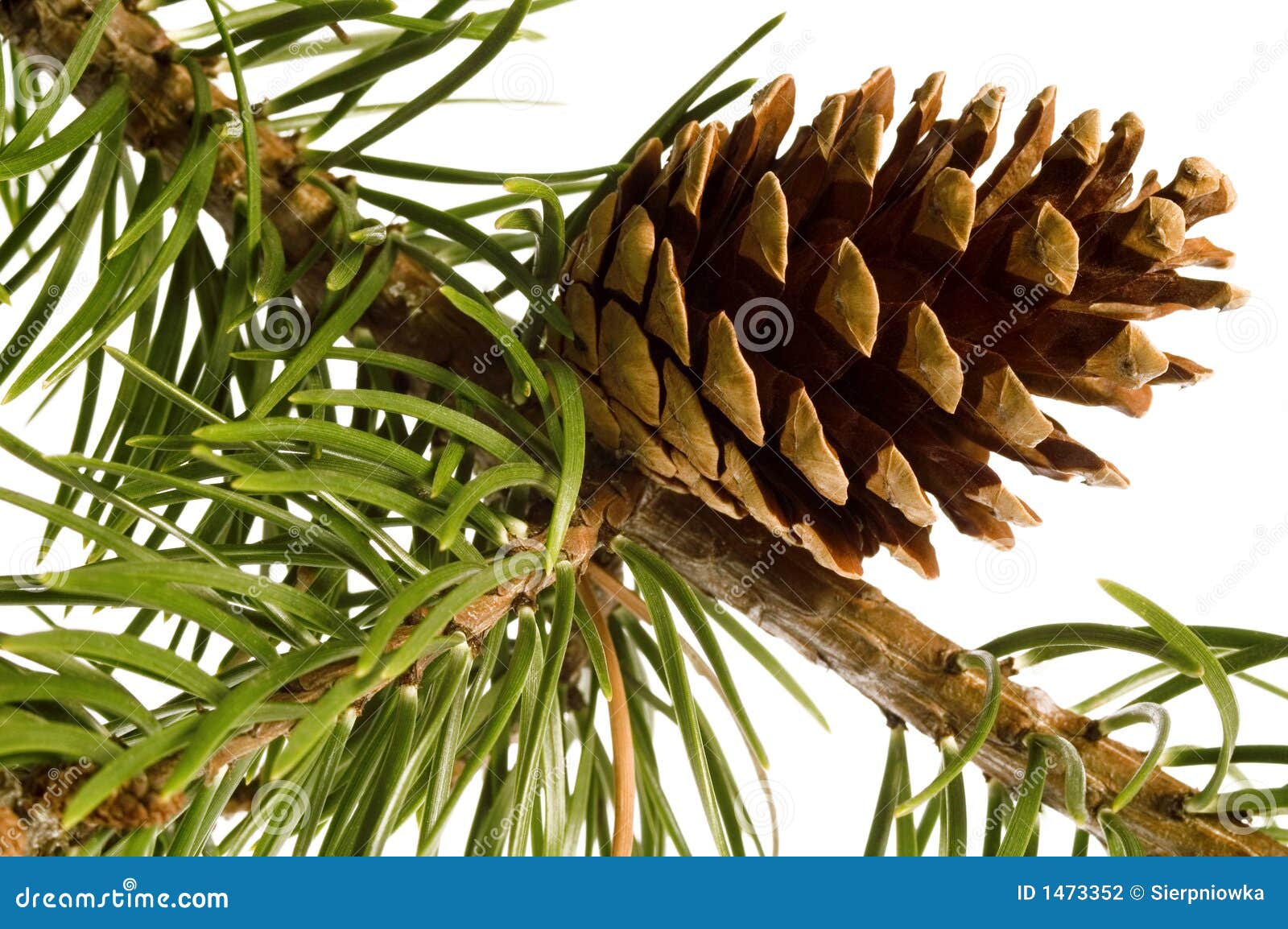 Isolated Pine Branch With Cones Stock Photo - Image of detail ...