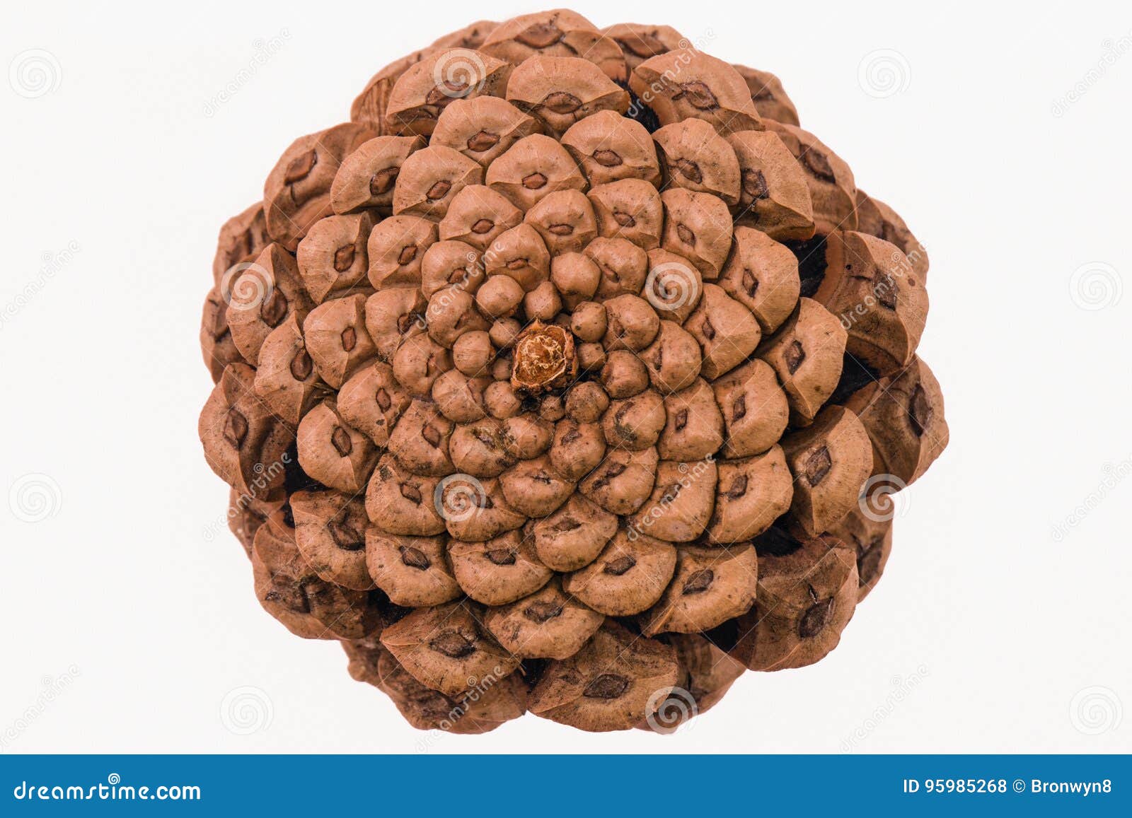 Isolated Pine Cone stock photo. Image of texture, natural - 95985268