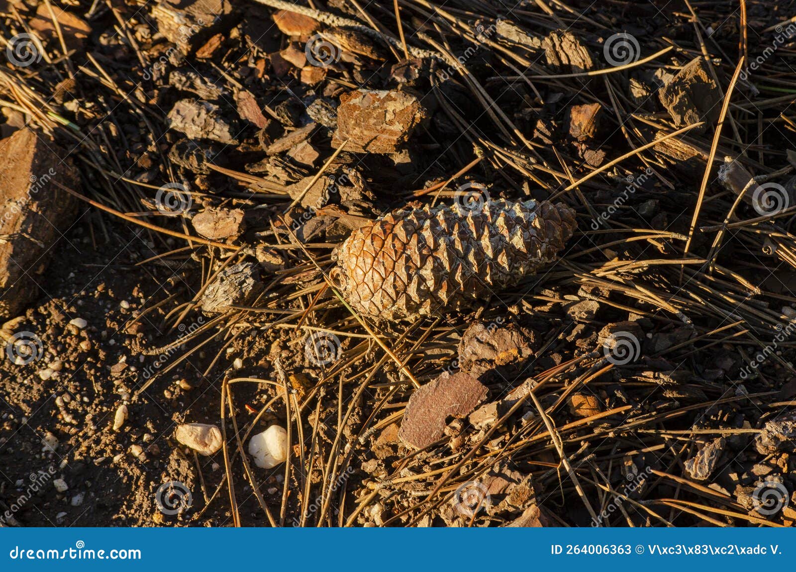 Isolated Pine Cone Fallen on the Ground Stock Image - Image of ...