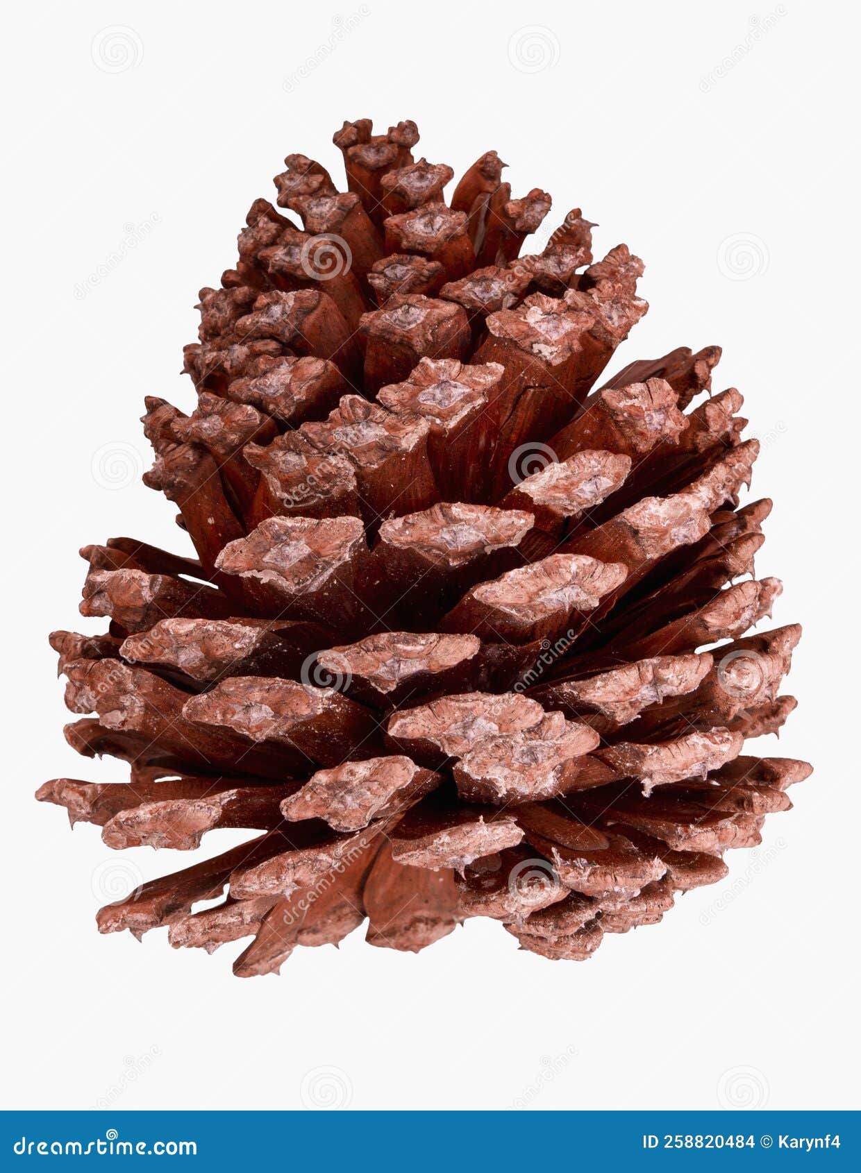 Isolated Pine Cone Scene Element on White Stock Photo - Image of ...