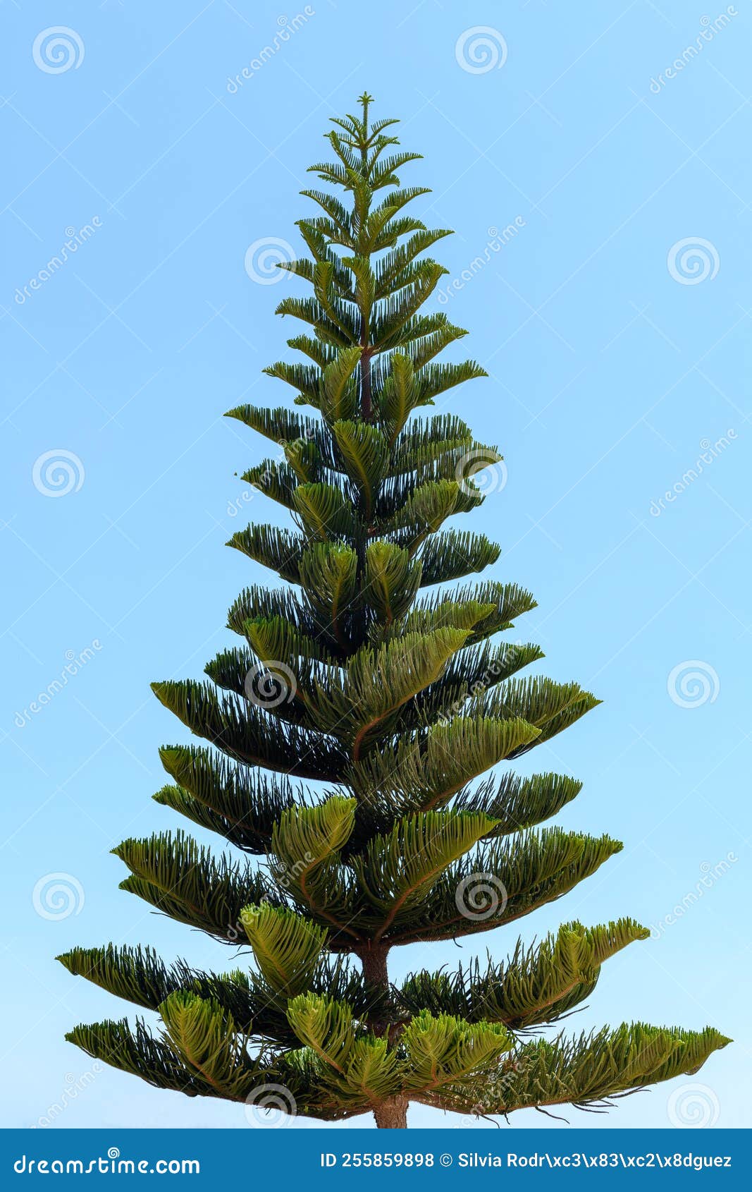 Isolated Pine Tree, Araucaria Heterophylla, on Blue Background Stock ...