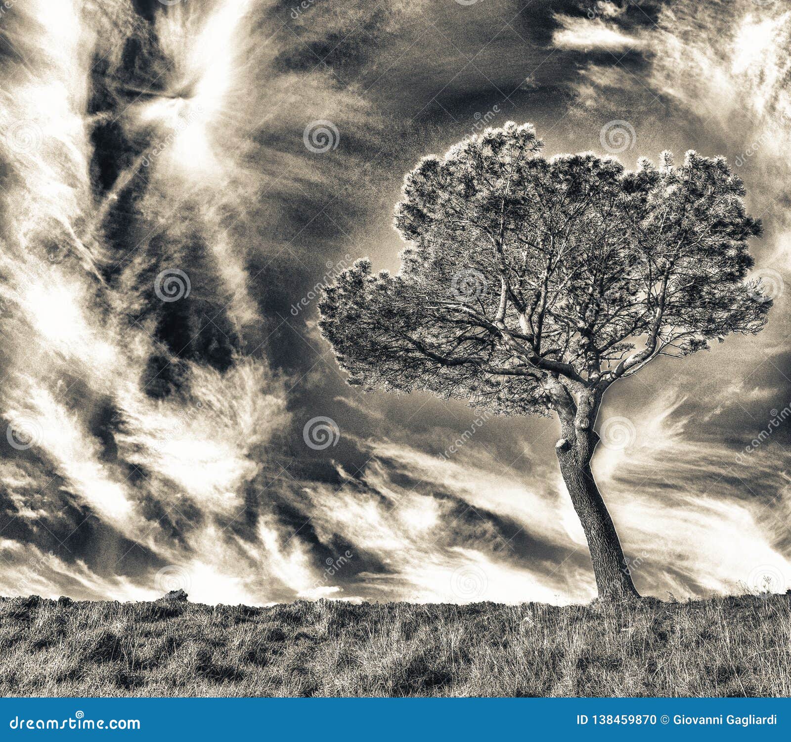 Pine Tree on a Beautiful Sunny Day Stock Photo - Image of nature, park ...