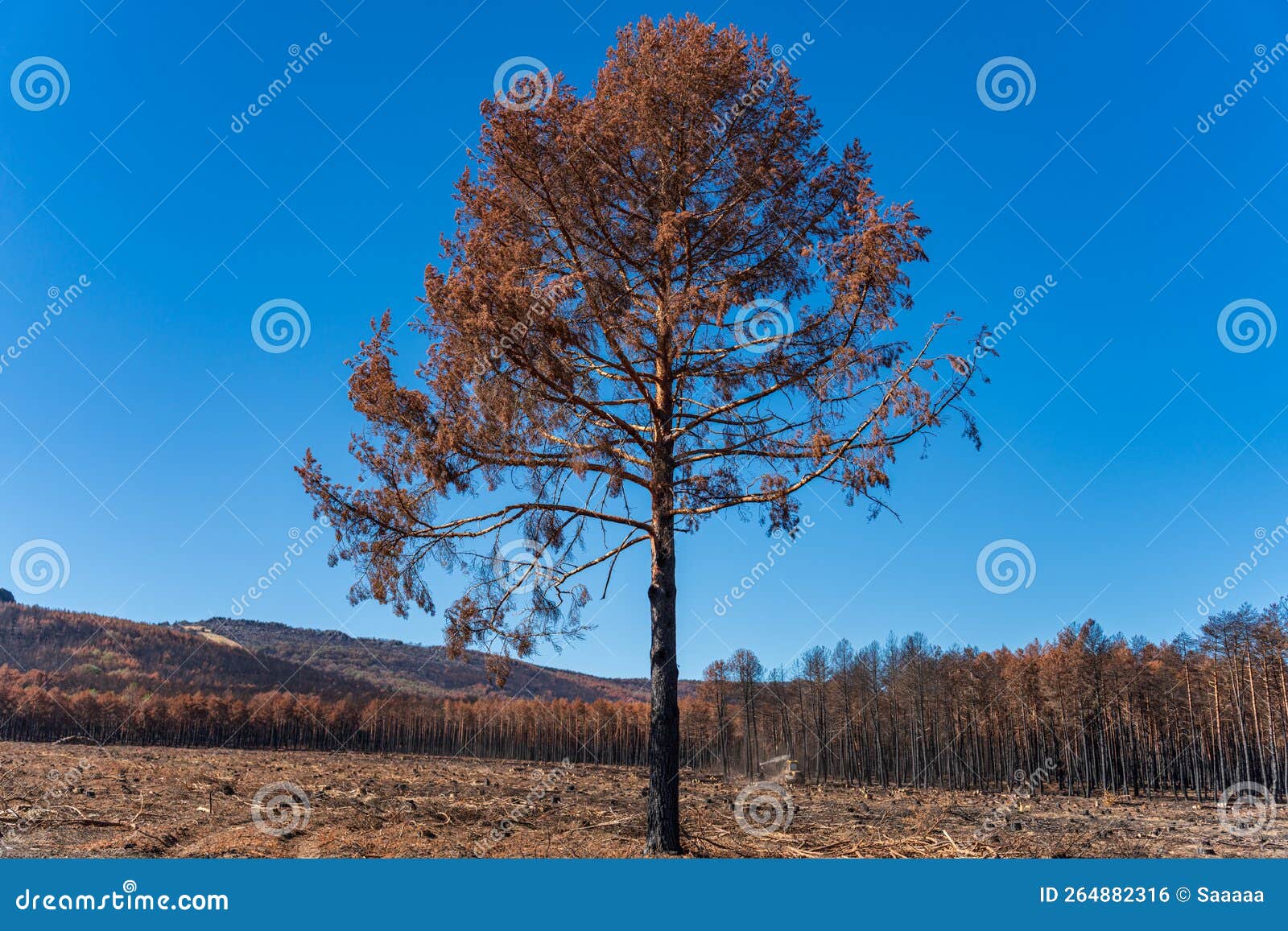 Isolated Pine Tree after the Fire Disaster Stock Photo - Image of ...