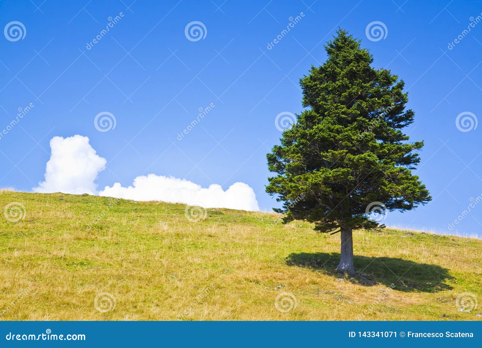 Isolated Pine Tree in a Green Meadow - Image with Copy Space Stock ...