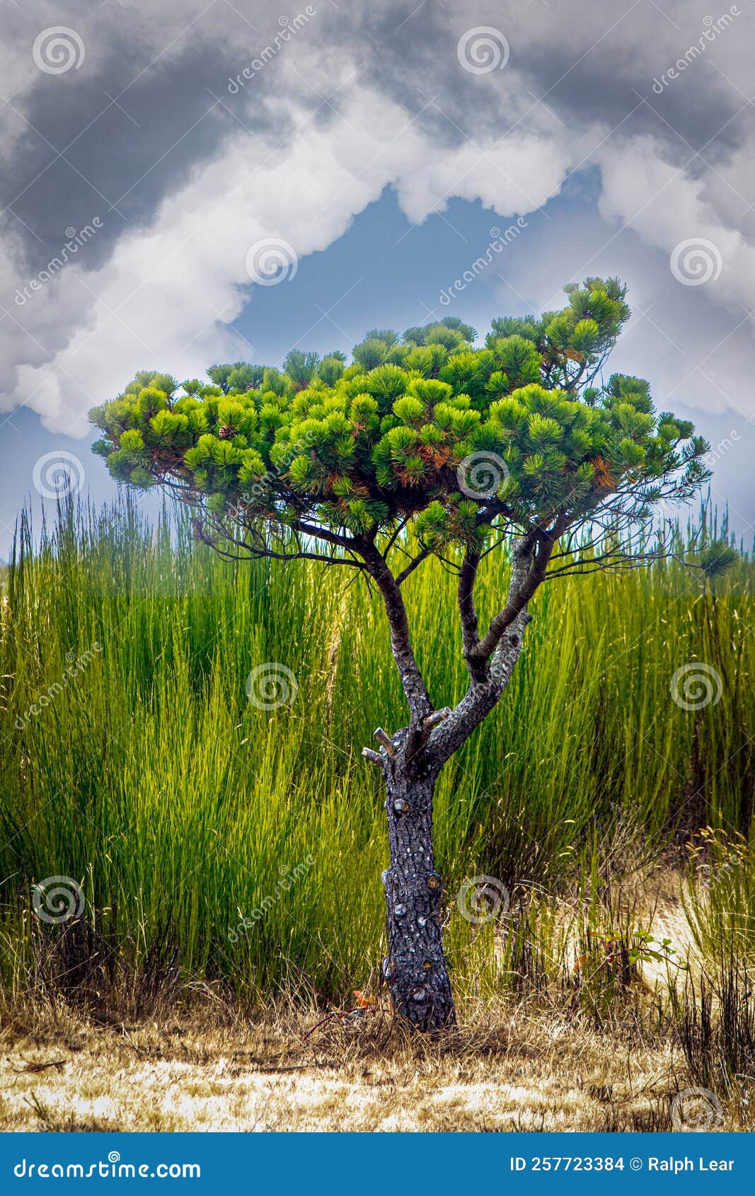 An Isolated Pine Tree Growing in the Sand Stock Photo - Image of ...