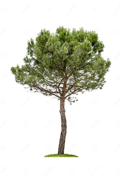 Isolated pine tree stock photo. Image of ecology, pine - 31812690