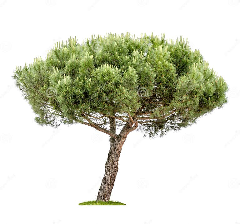 Isolated Pine Tree on a White Background Stock Image - Image of botanic ...