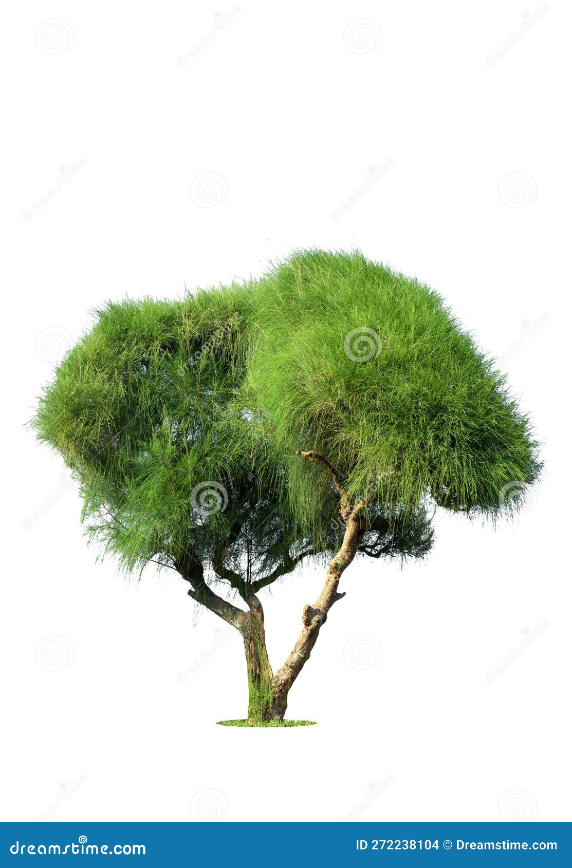 Isolated Pine Tree on a White Stock Photo - Image of stem, biodiversity ...