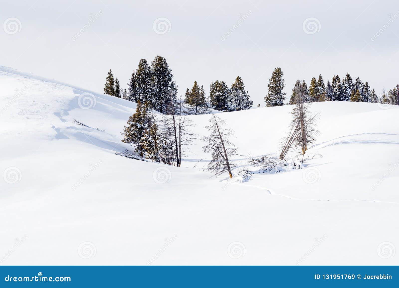 Isolated Pine Trees Surrounded by Deep Snow in. Yellowstone Stock Image ...