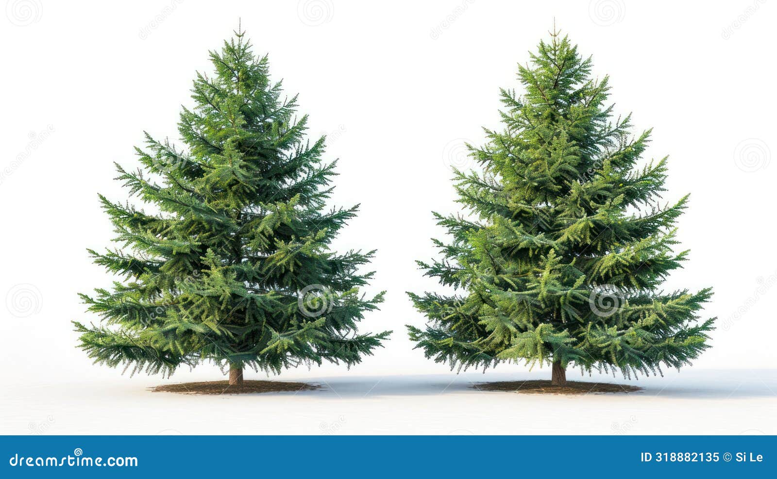 Isolated Pine Trees on White Background - High Resolution White Spruce ...