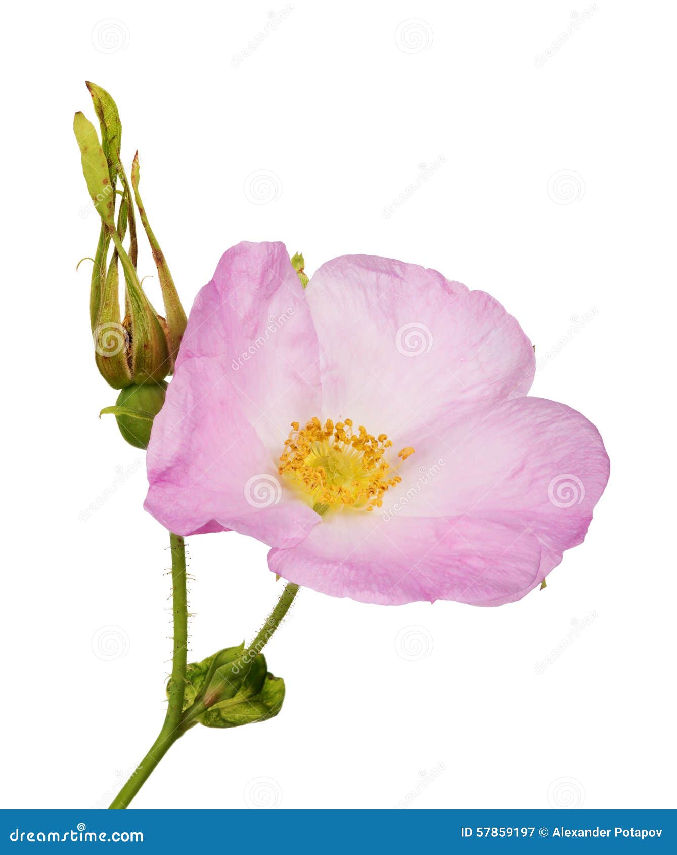 Isolated Pink Brier Bloom and Green Bud Stock Image - Image of white ...