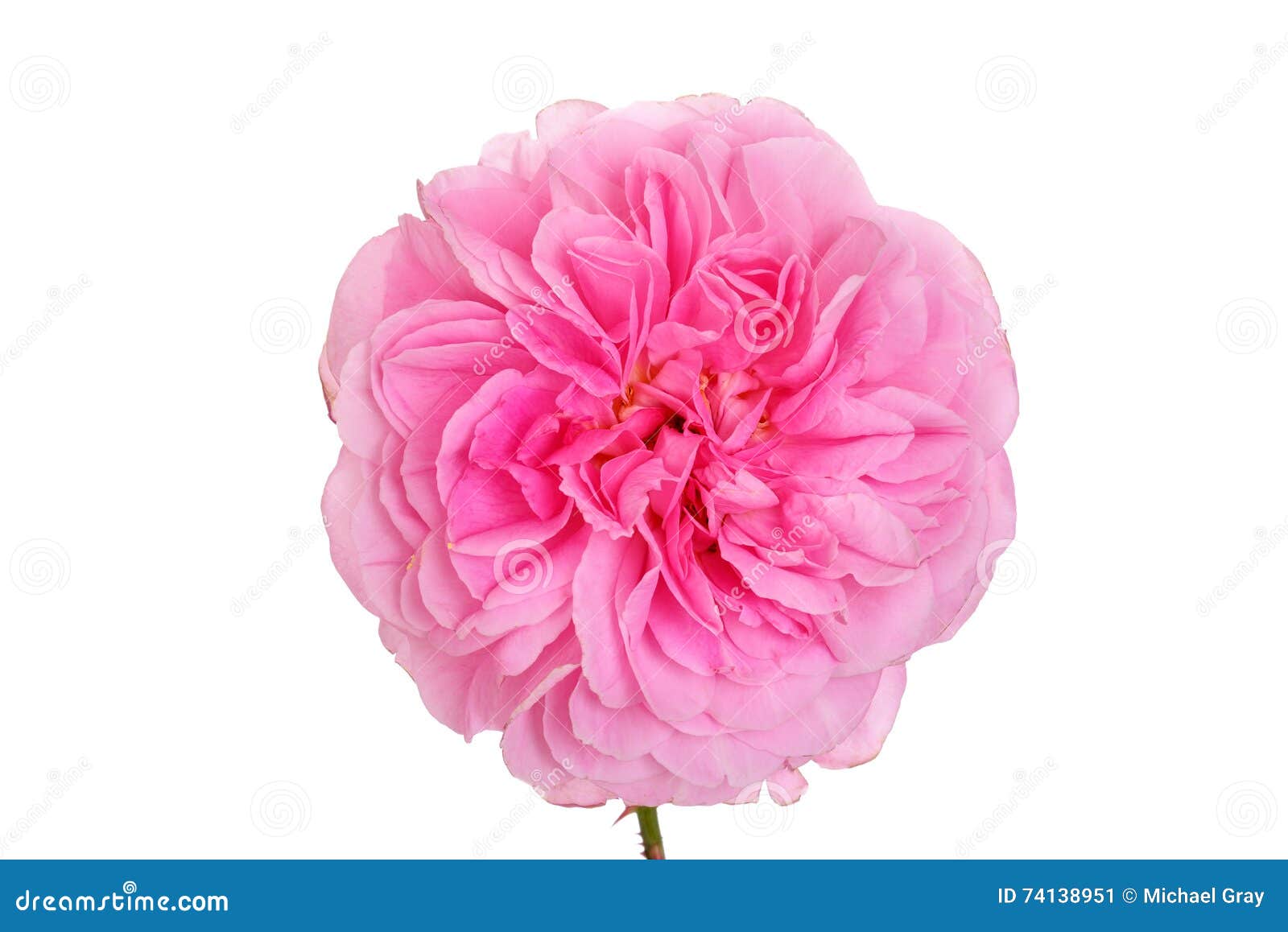 Isolated pink english rose stock image. Image of flora - 74138951