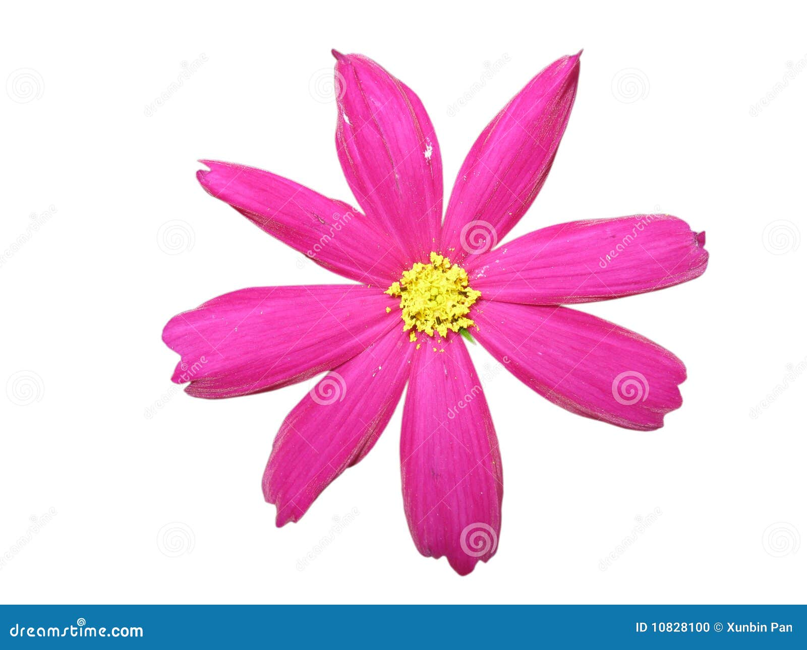 Isolated pink flower stock photo. Image of blooming, cosmos - 10828100