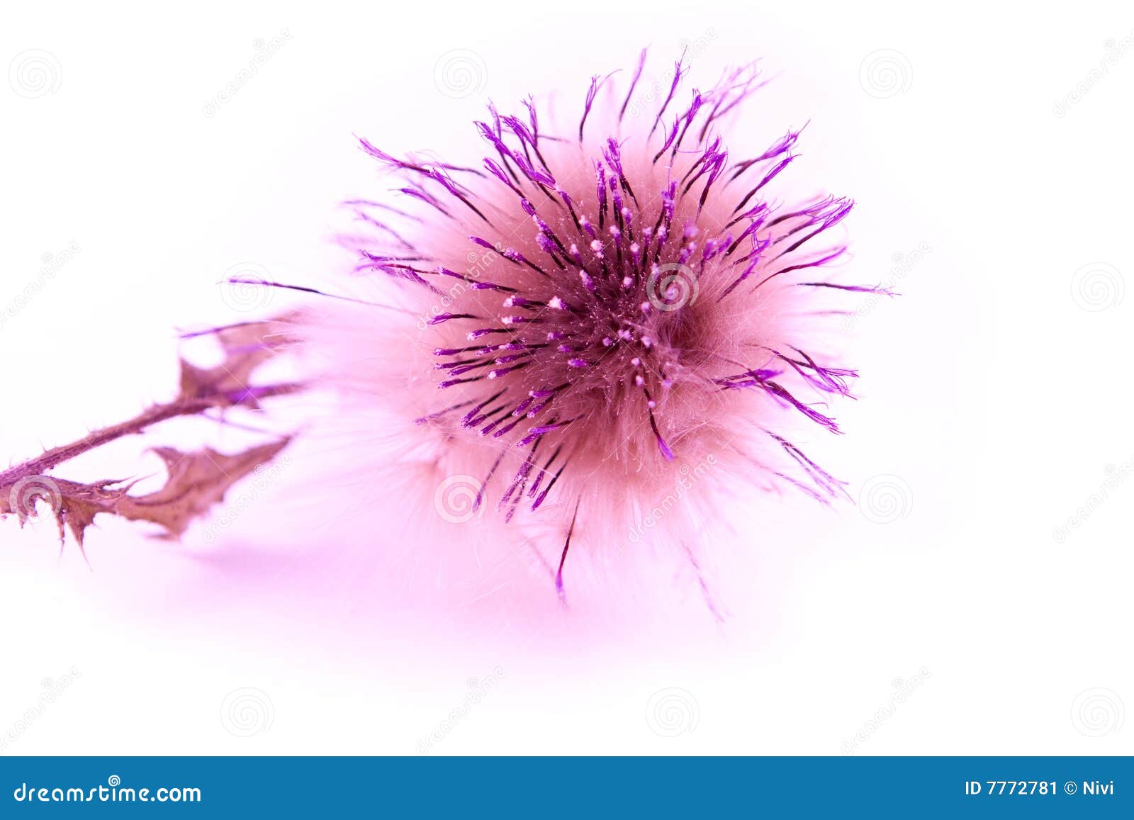 Isolated pink flower stock image. Image of exotic, flower - 7772781