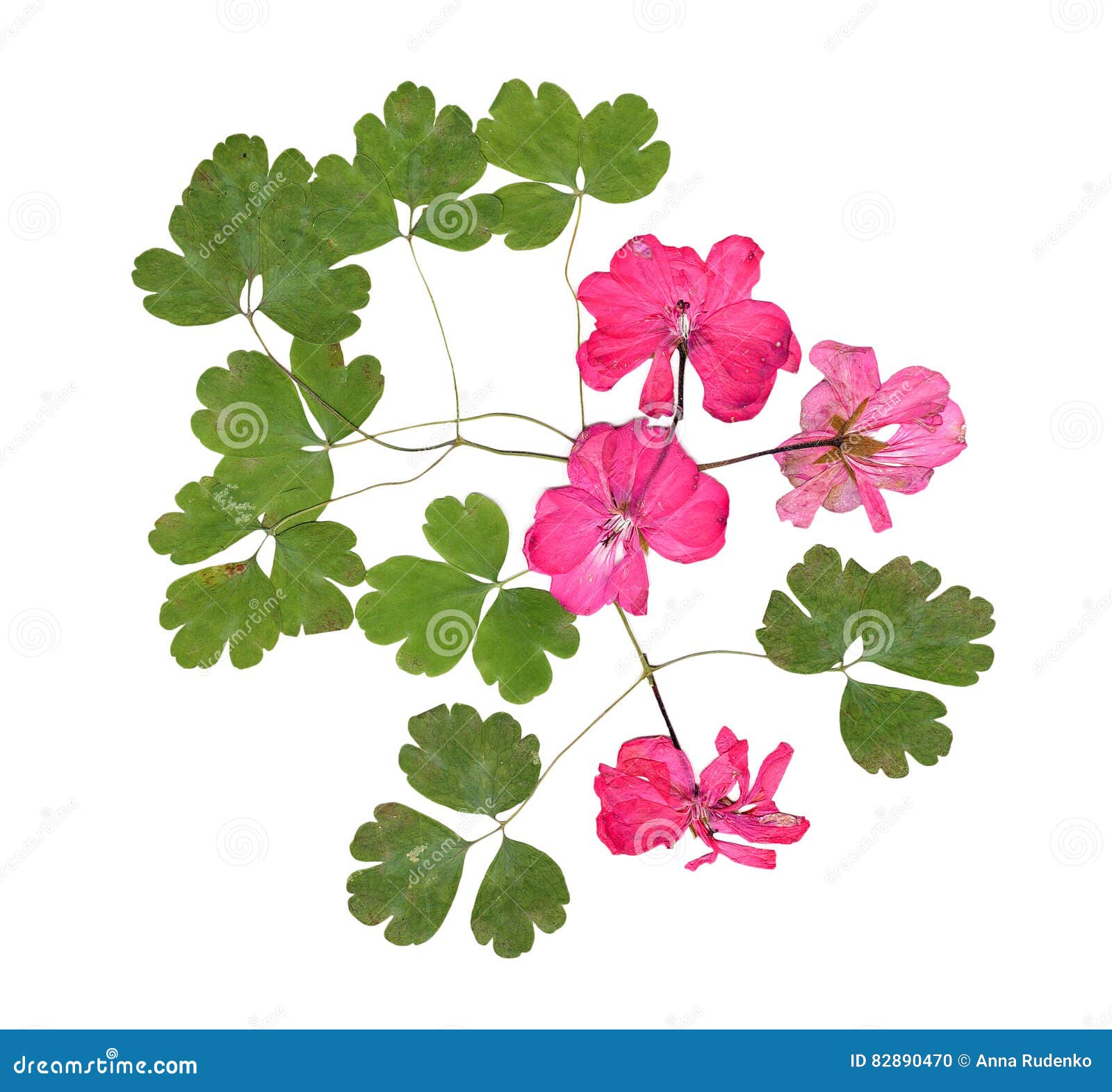 Isolated Pink Geranium Application of Dried Pressing Bright Flow Stock ...