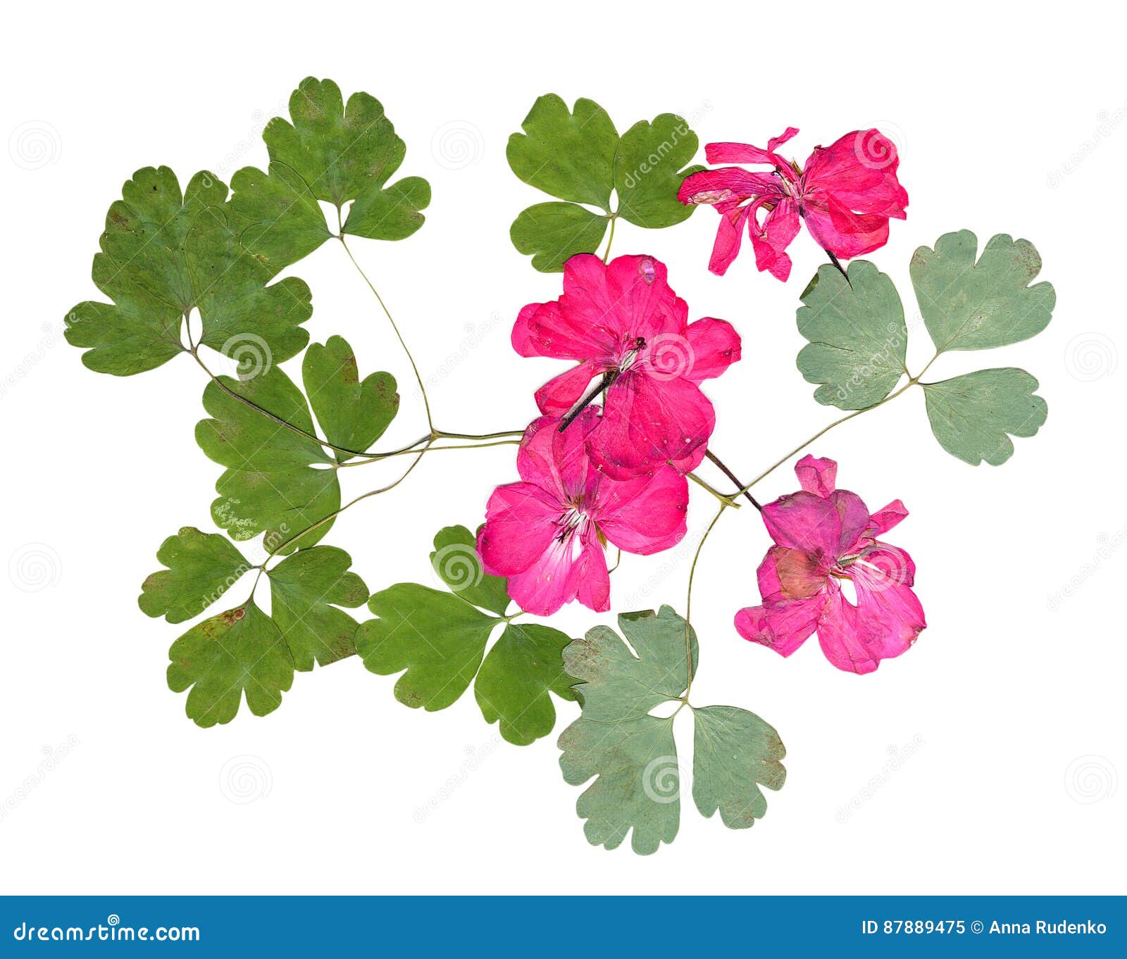 Isolated Pink Geranium Application of Dried Pressing Bright Flow Stock ...