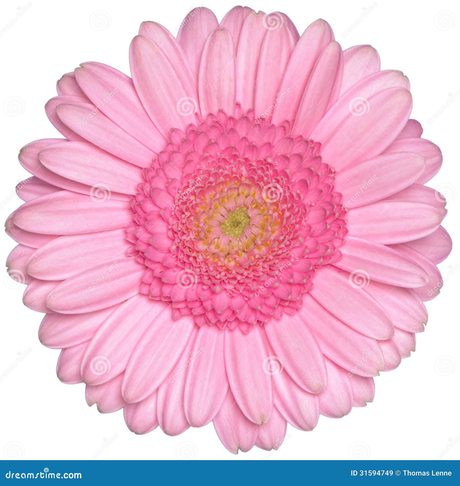 Isolated Pink Gerbera Daisy Flower Stock Image - Image of detail, path ...