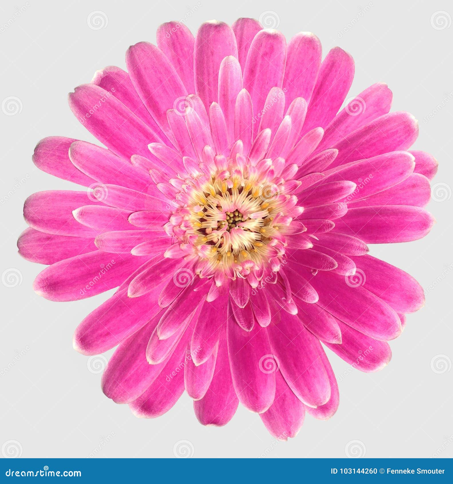 Isolated Pink Gerbera Germini Flower Stock Photo - Image of asteraceae ...