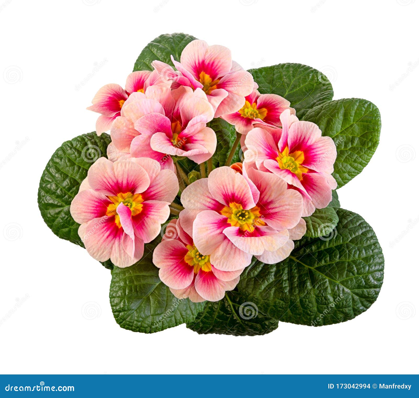 Isolated Pink Primrose Flower Stock Photo - Image of blooming, primrose ...