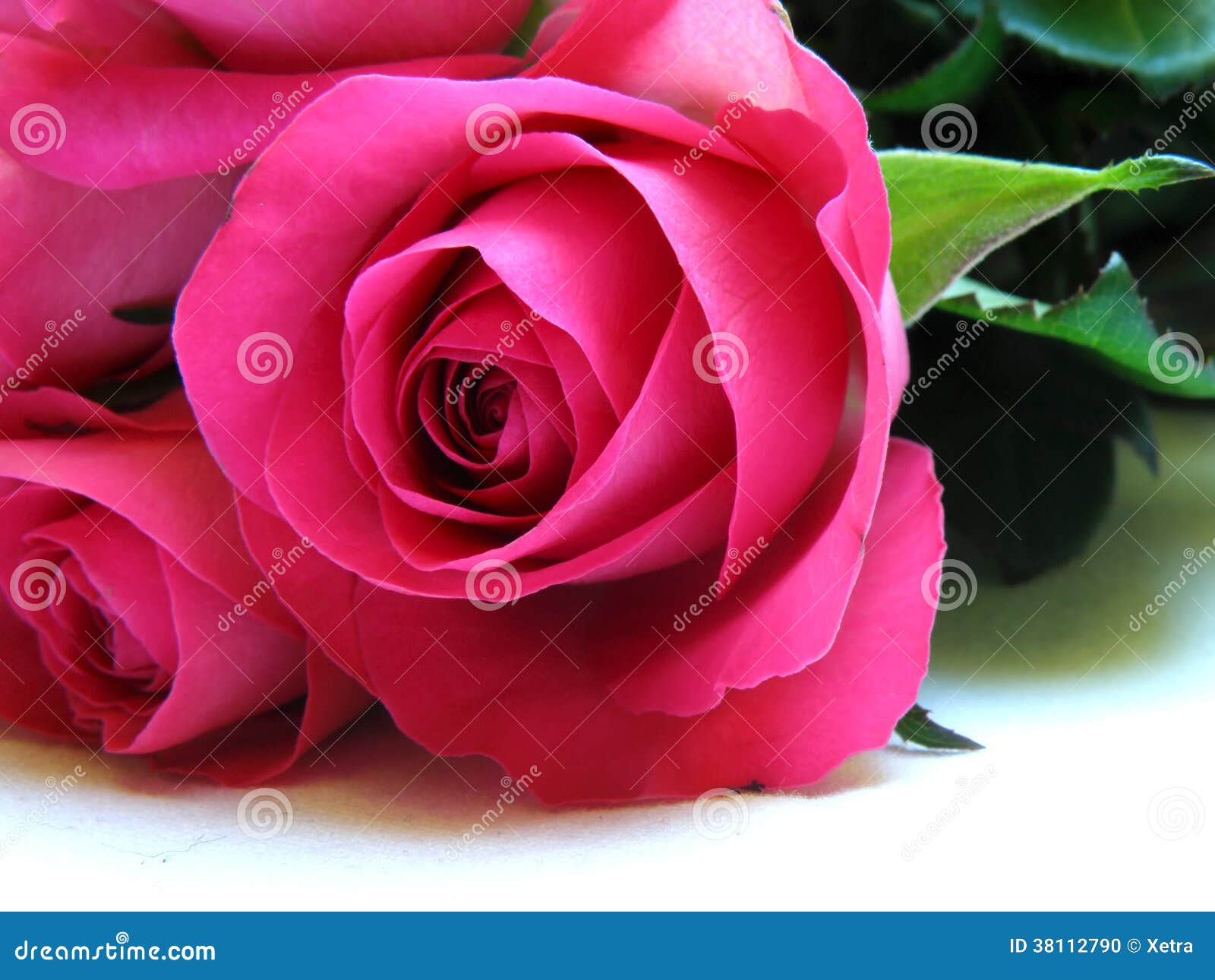 Isolated pink rose stock photo. Image of anniversary - 38112790