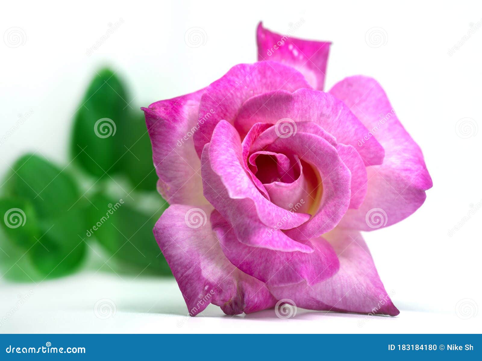 An isolated pink rose stock photo. Image of background - 183184180