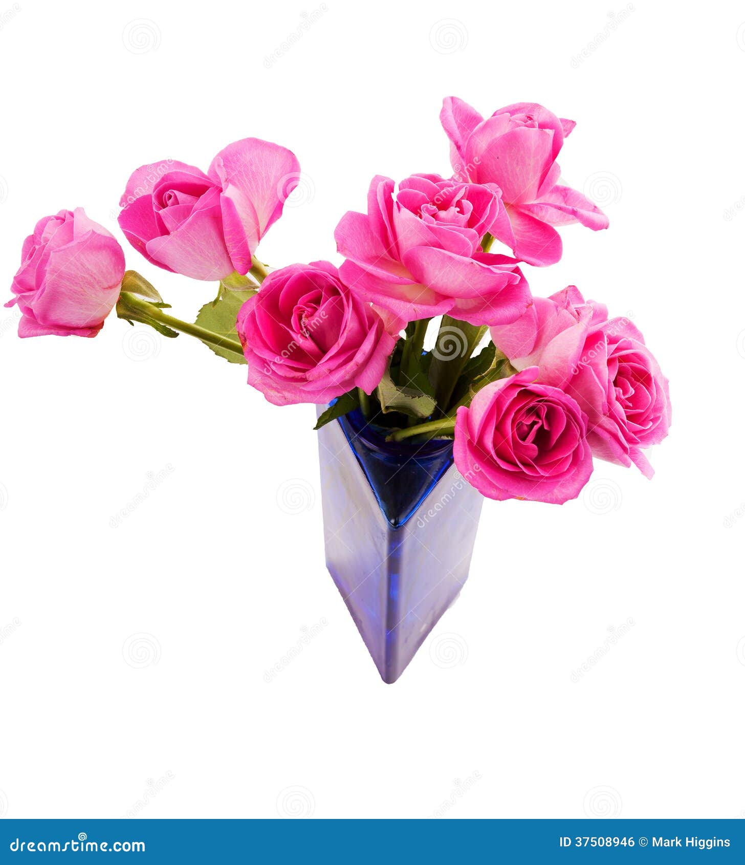 Isolated pink roses stock photo. Image of background - 37508946