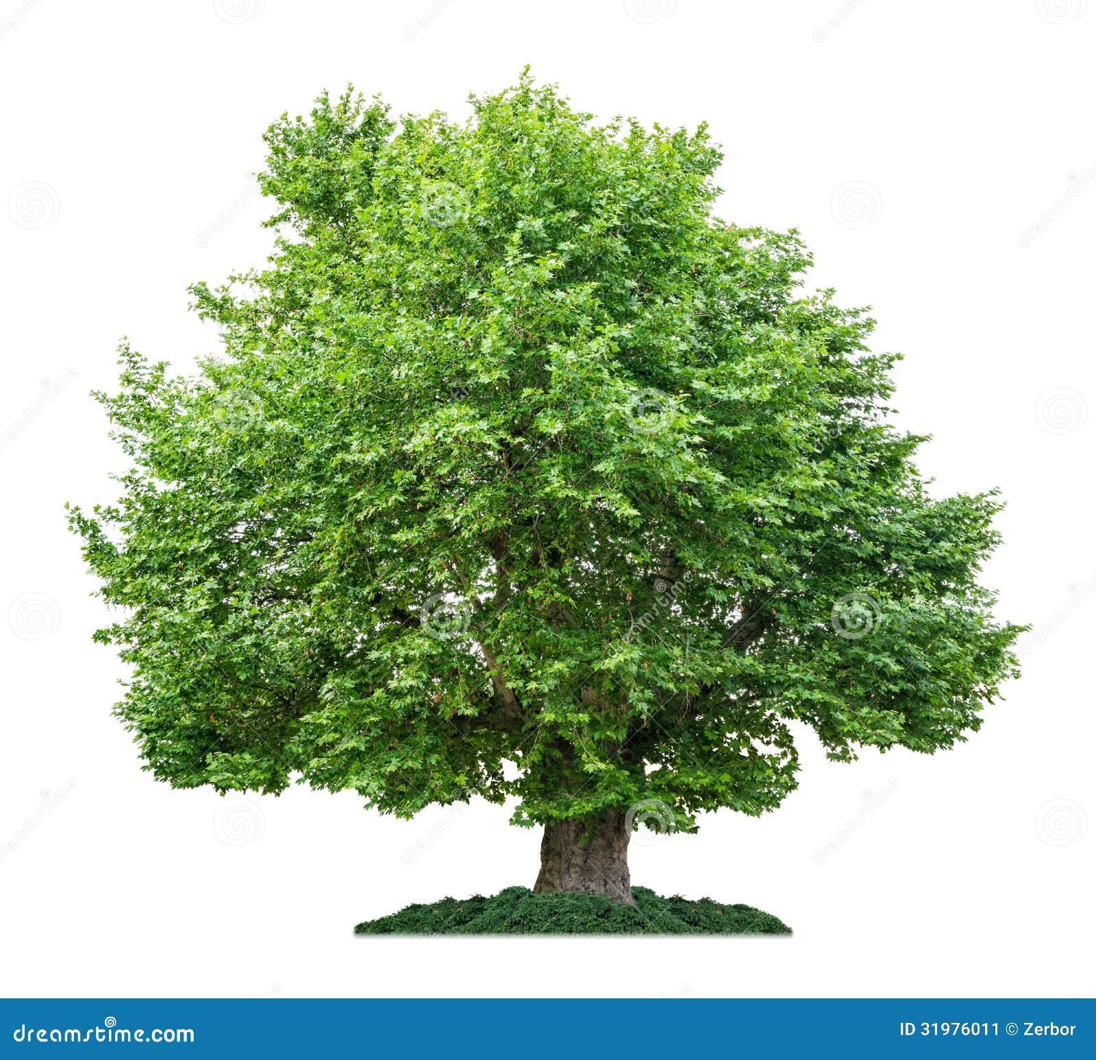 Isolated plane tree stock image. Image of botany, branch - 31976011