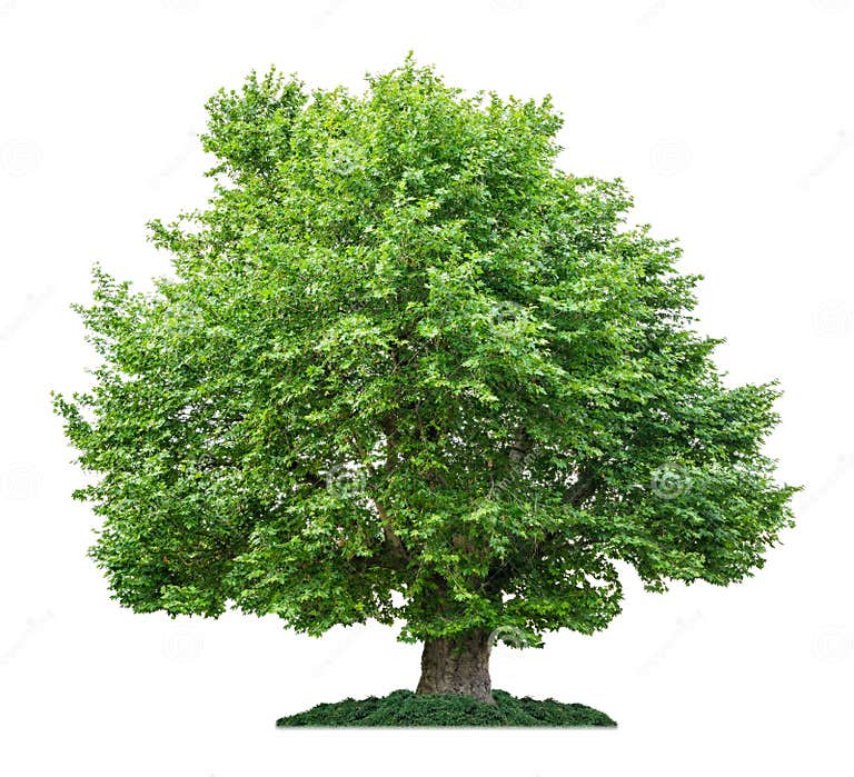 Isolated plane tree stock image. Image of botany, branch - 31976011