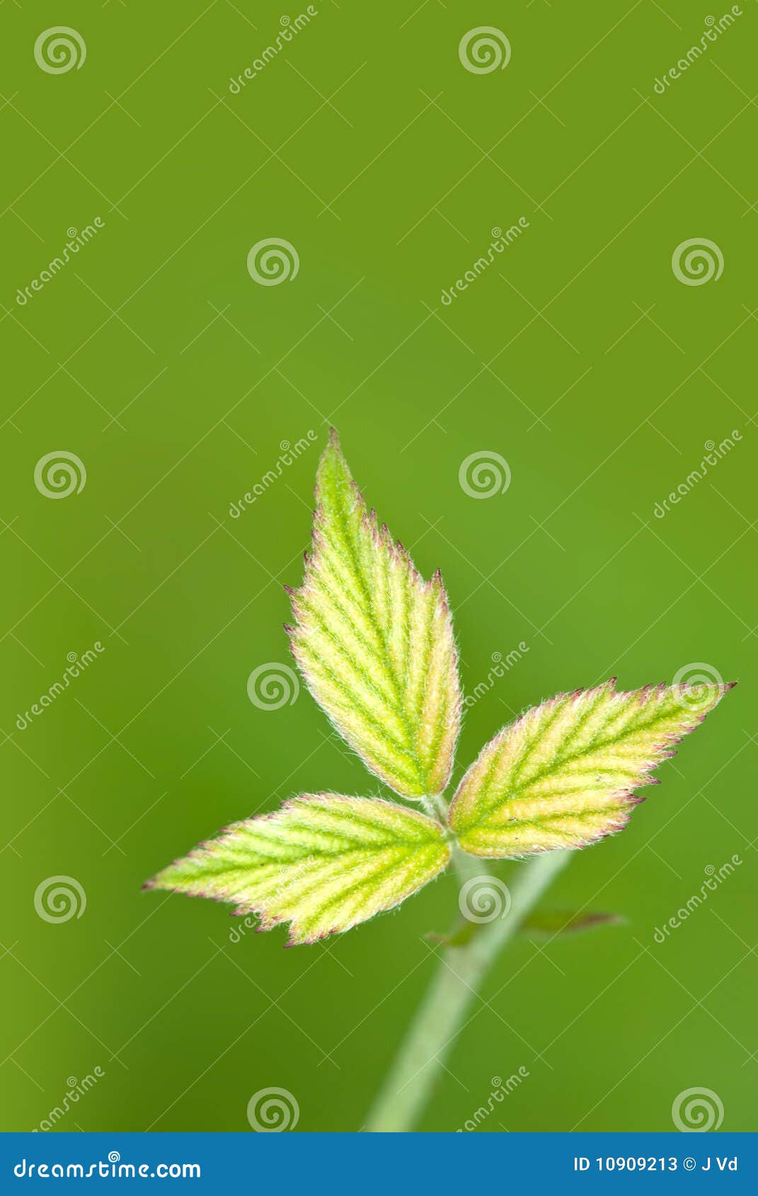 Isolated plant stock image. Image of isolated, freshness - 10909213