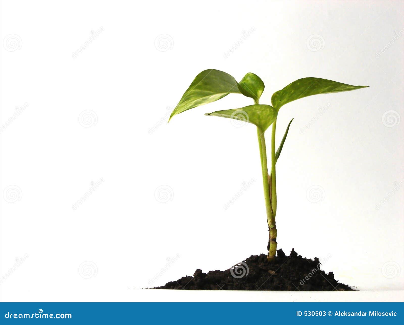 Isolated plant stock image. Image of green, space, flora - 530503