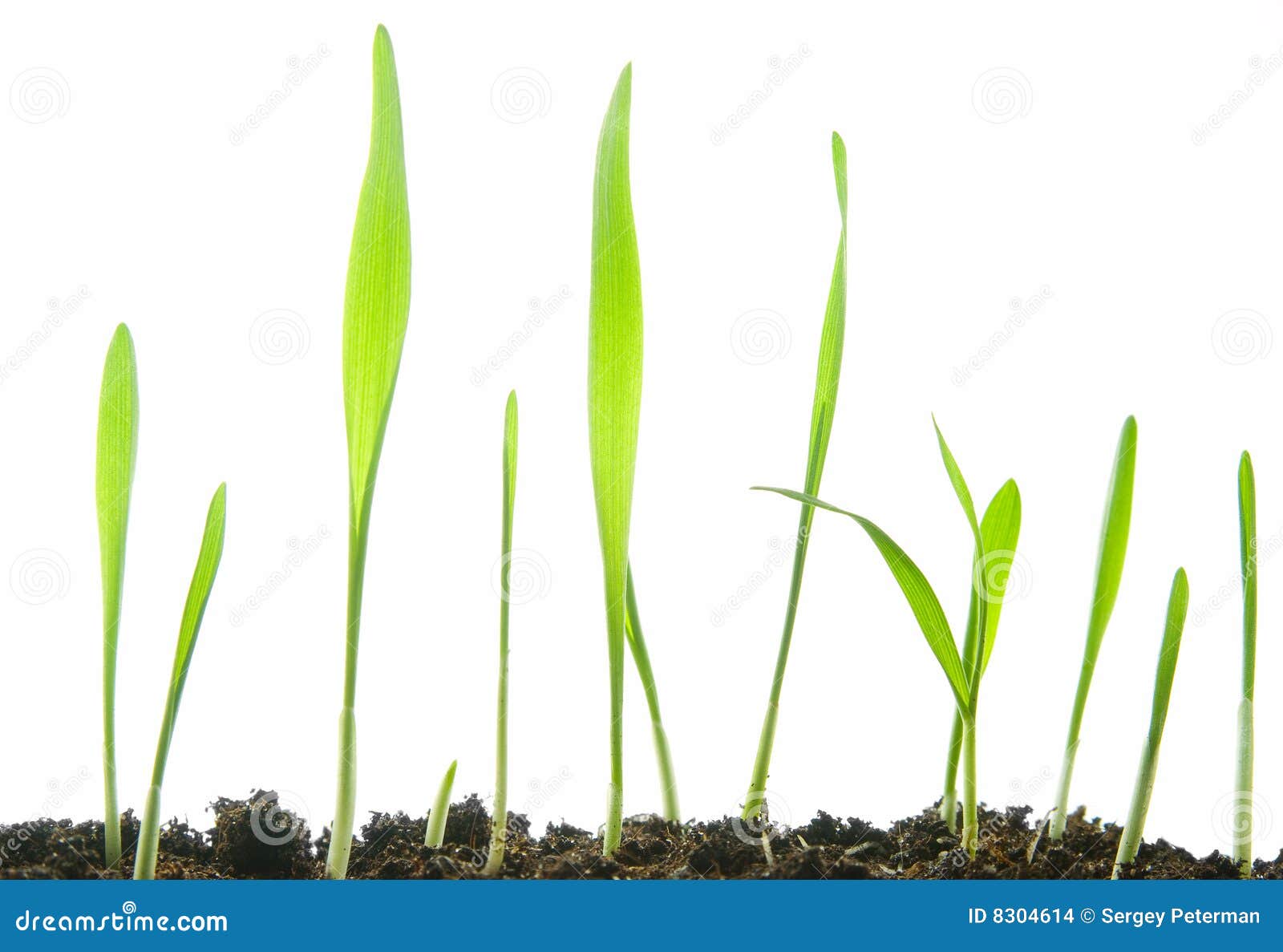 Isolated plants stock photo. Image of environment, leaf - 8304614