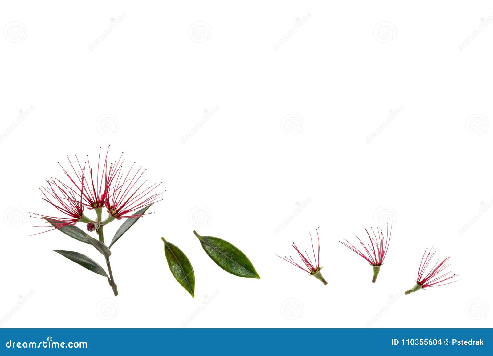 Isolated Pohutukawa Tree Flowers and Leaves on White Background Stock ... Isolated Pohutukawa Tree Flowers and Leaves on White Background Stock ...