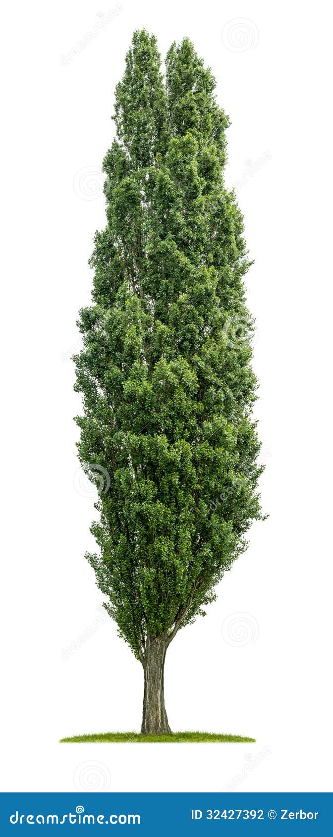 Isolated poplar tree stock photo. Image of forestry, natural - 32427392