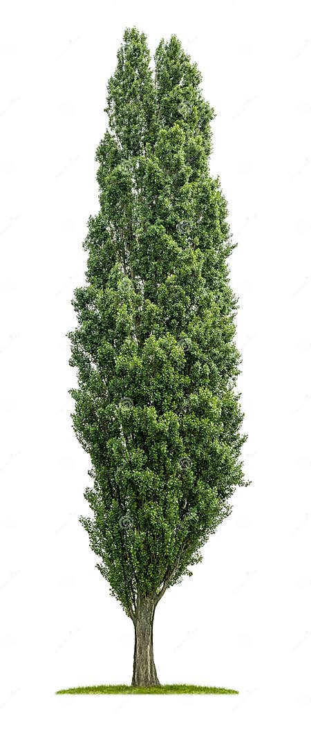 Isolated poplar tree stock photo. Image of forestry, natural - 32427392