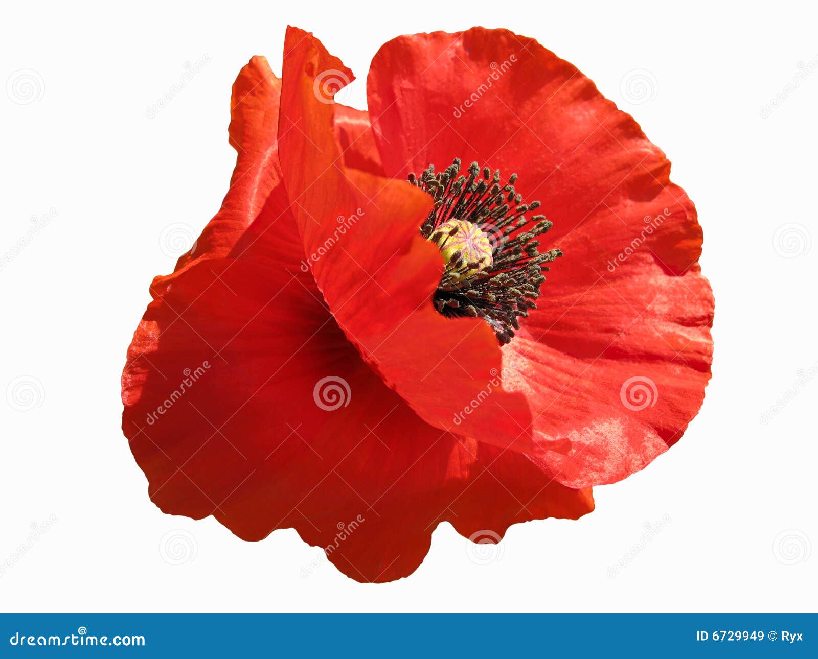 Isolated poppy stock image. Image of white, plant, flora - 6729949