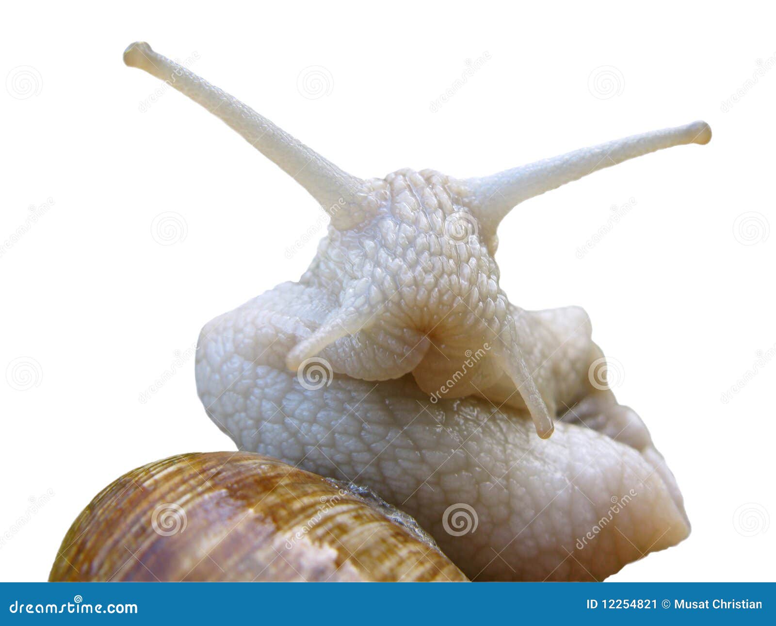 Portrait Of Snail Royalty-Free Stock Photography | CartoonDealer.com ...