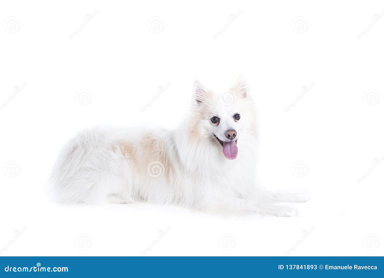 .isolated Portrait of a German Spitz Lying Down Stock Image - Image of ...