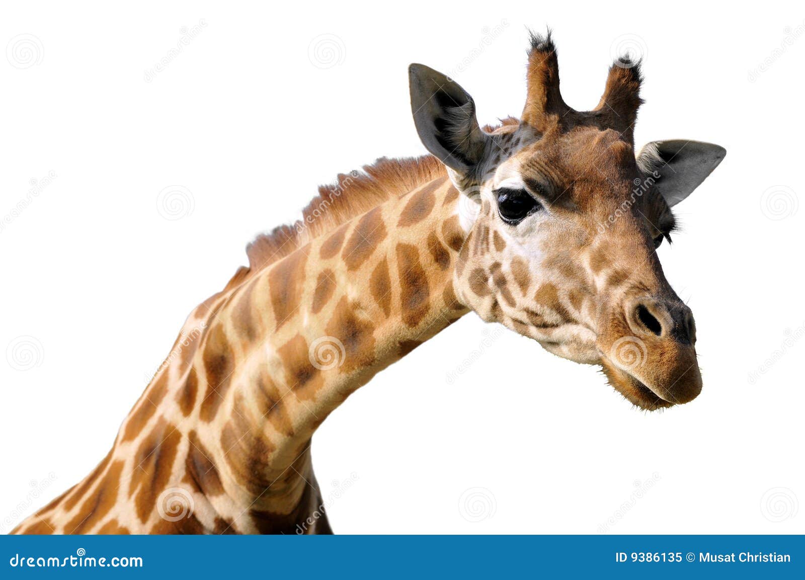 Isolated Portrait of Giraffe Stock Image - Image of large, marking: 9386135