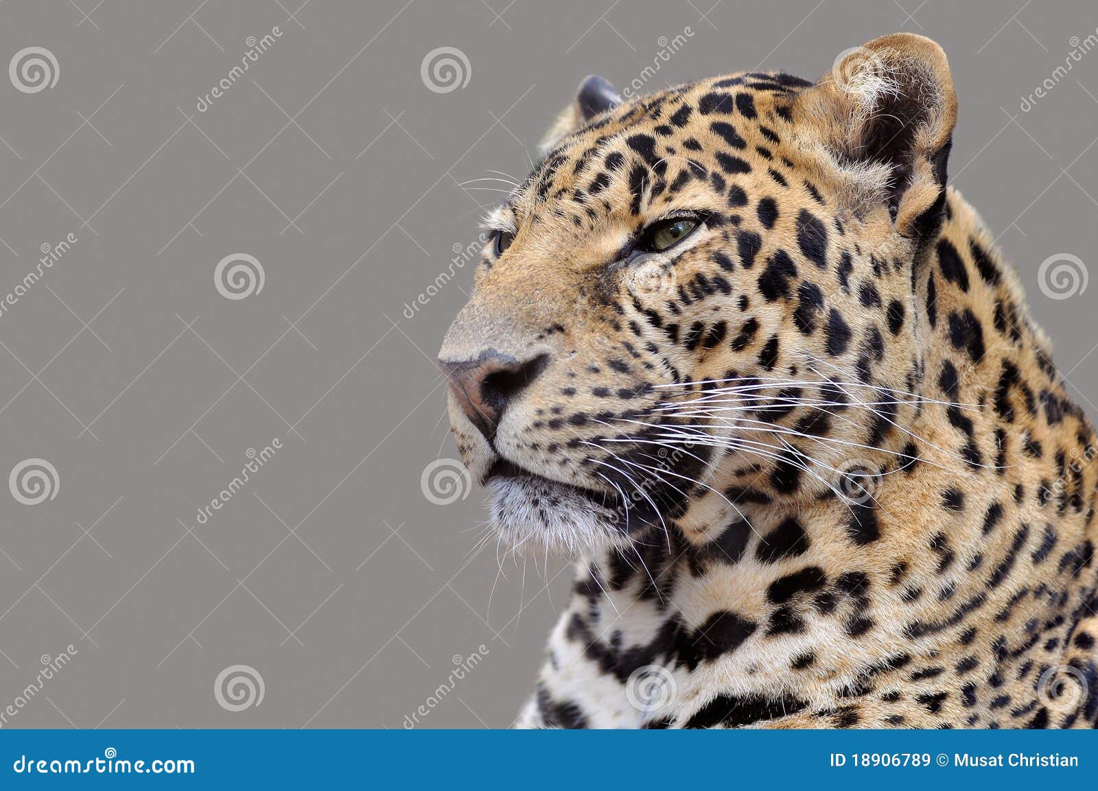 Isolated Portrait of Leopard Stock Image - Image of background ...