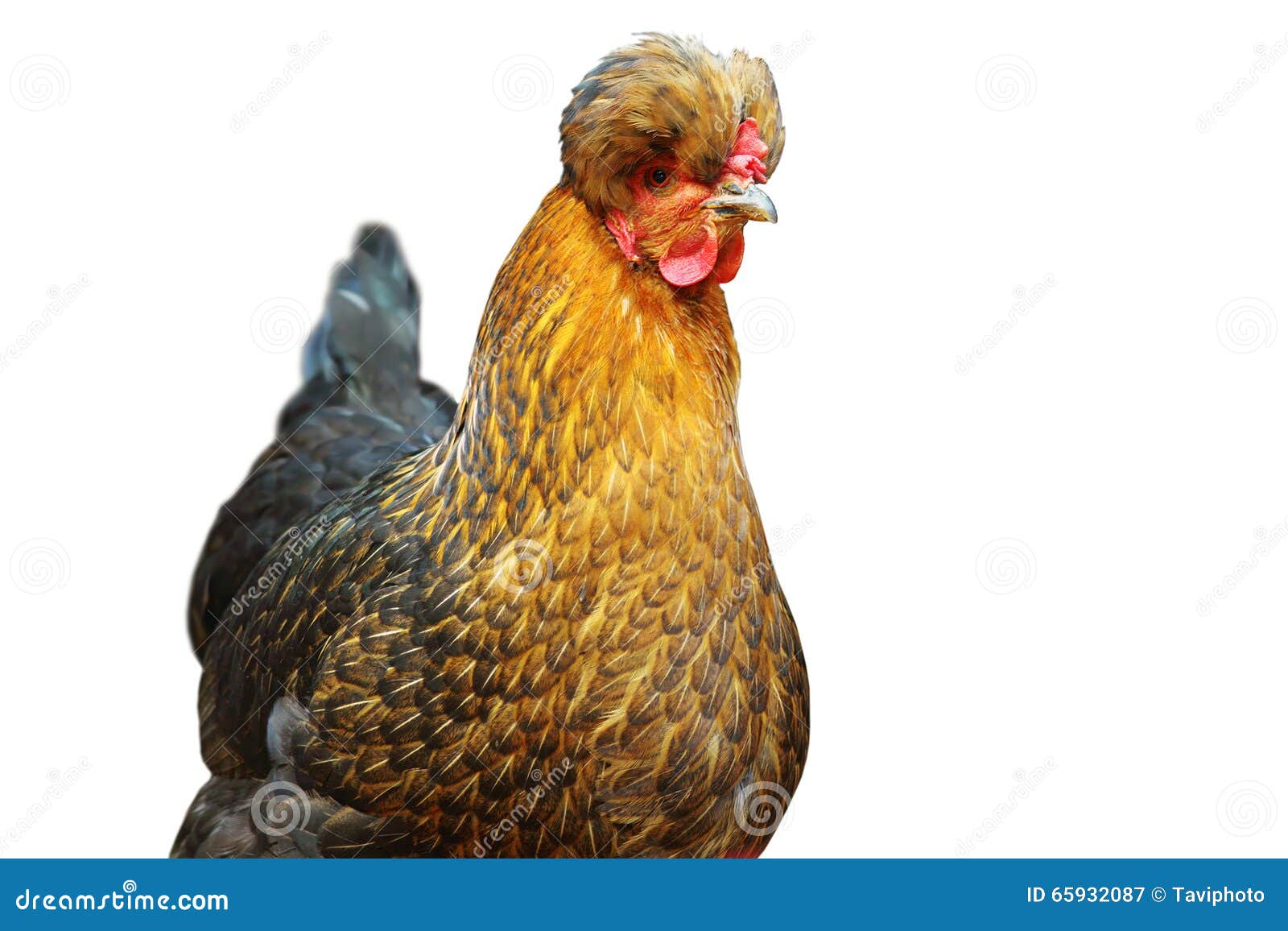 Isolated Portrait of Tufted Hen Stock Image - Image of fauna, orange ...