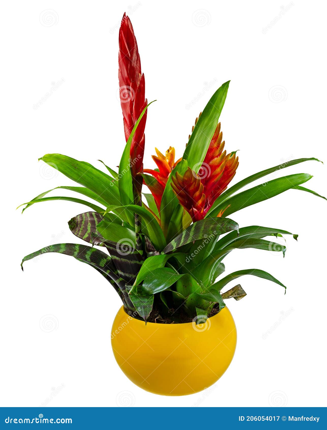Isolated Potted Bromelia Flower Stock Image - Image of isolated, bloom ...