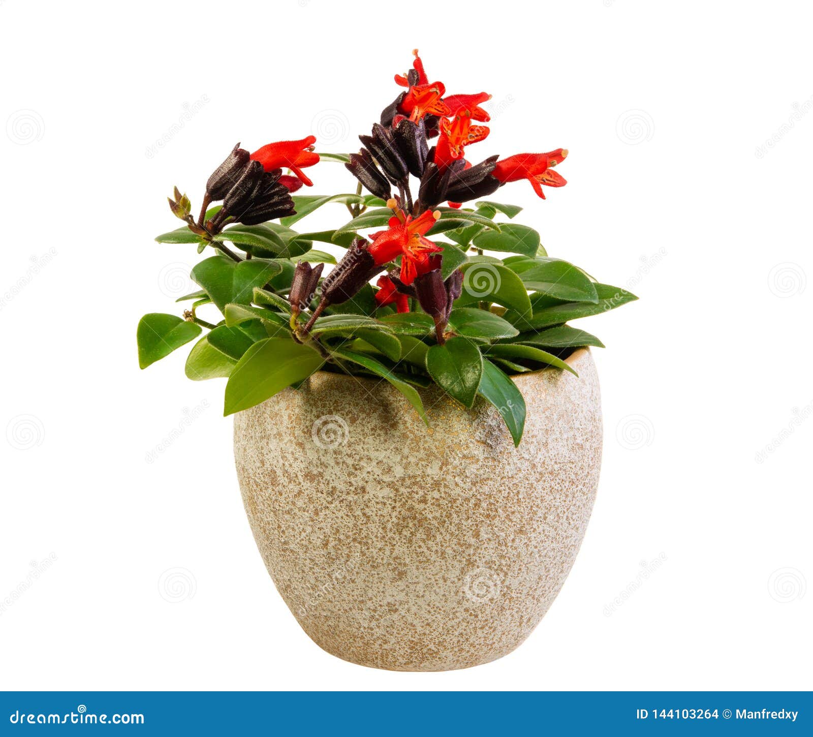 Isolated Potted Red Lipstick Plant Stock Photo - Image of lipstick ...