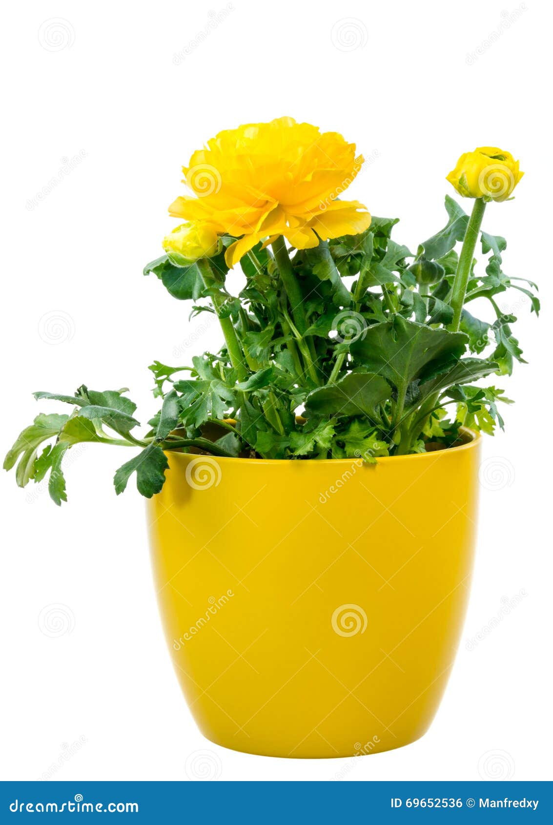 Isolated Potted Yellow Ranunculus Flower Stock Photo - Image of potted ...