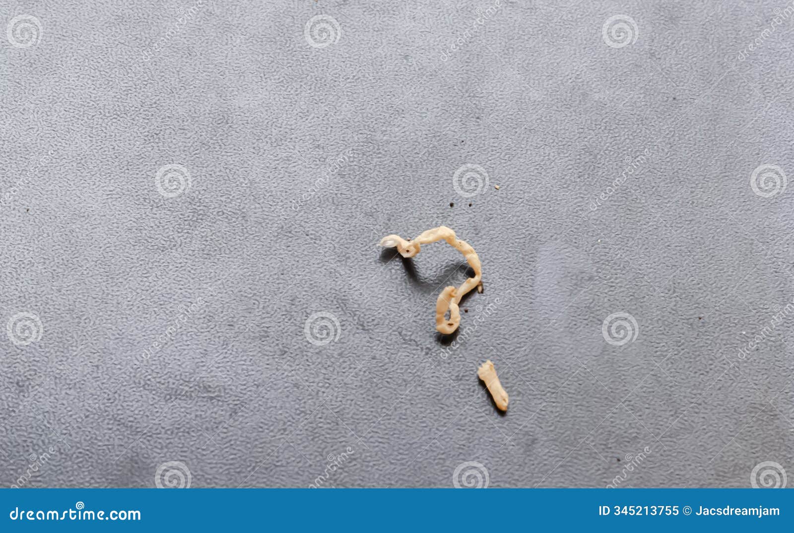 Poultry Worm stock image. Image of worm, long, bird - 345213755