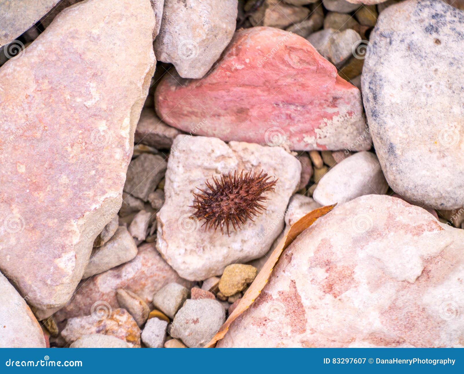 Prickly Seed Pod on Rocks stock image. Image of prickle - 83297607