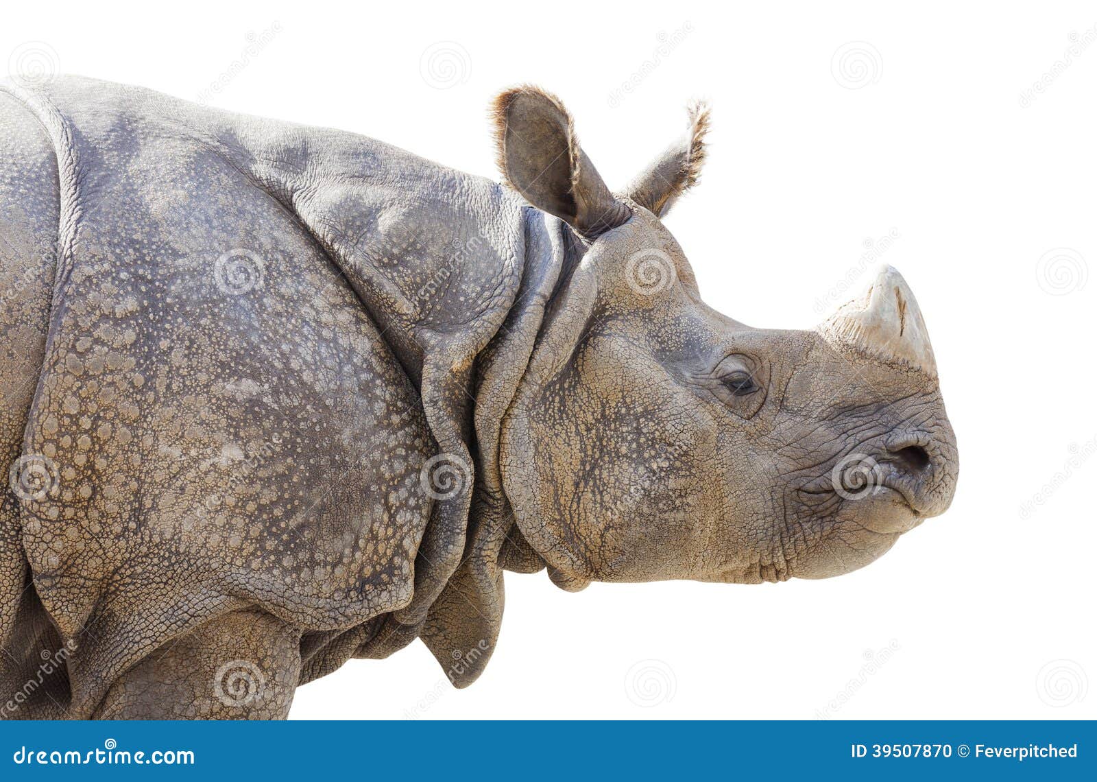 Isolated Profile of a Rhinoceros Stock Photo - Image of single ...