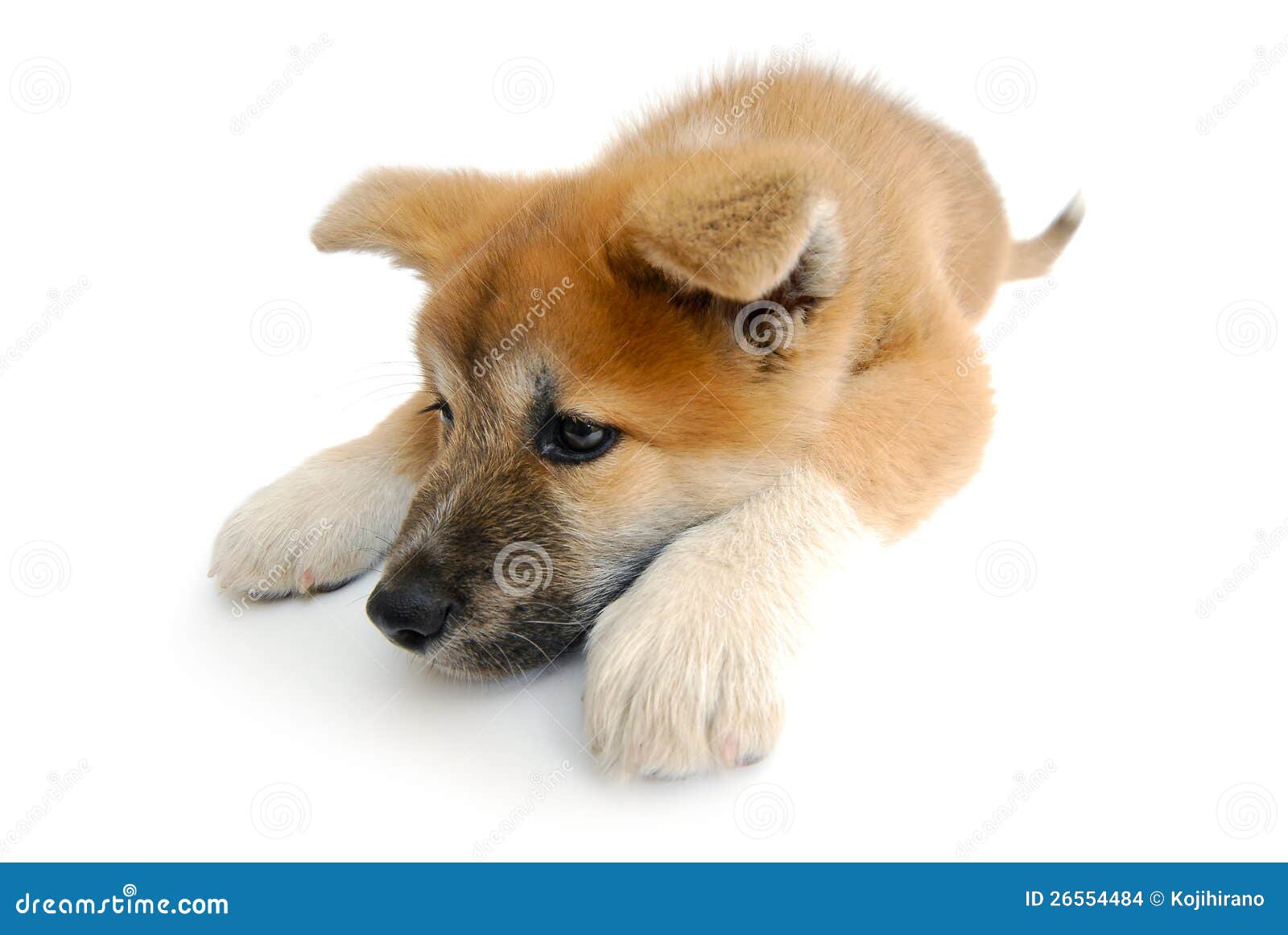 Isolated Puppy stock photo. Image of cute, lying, isolated - 26554484