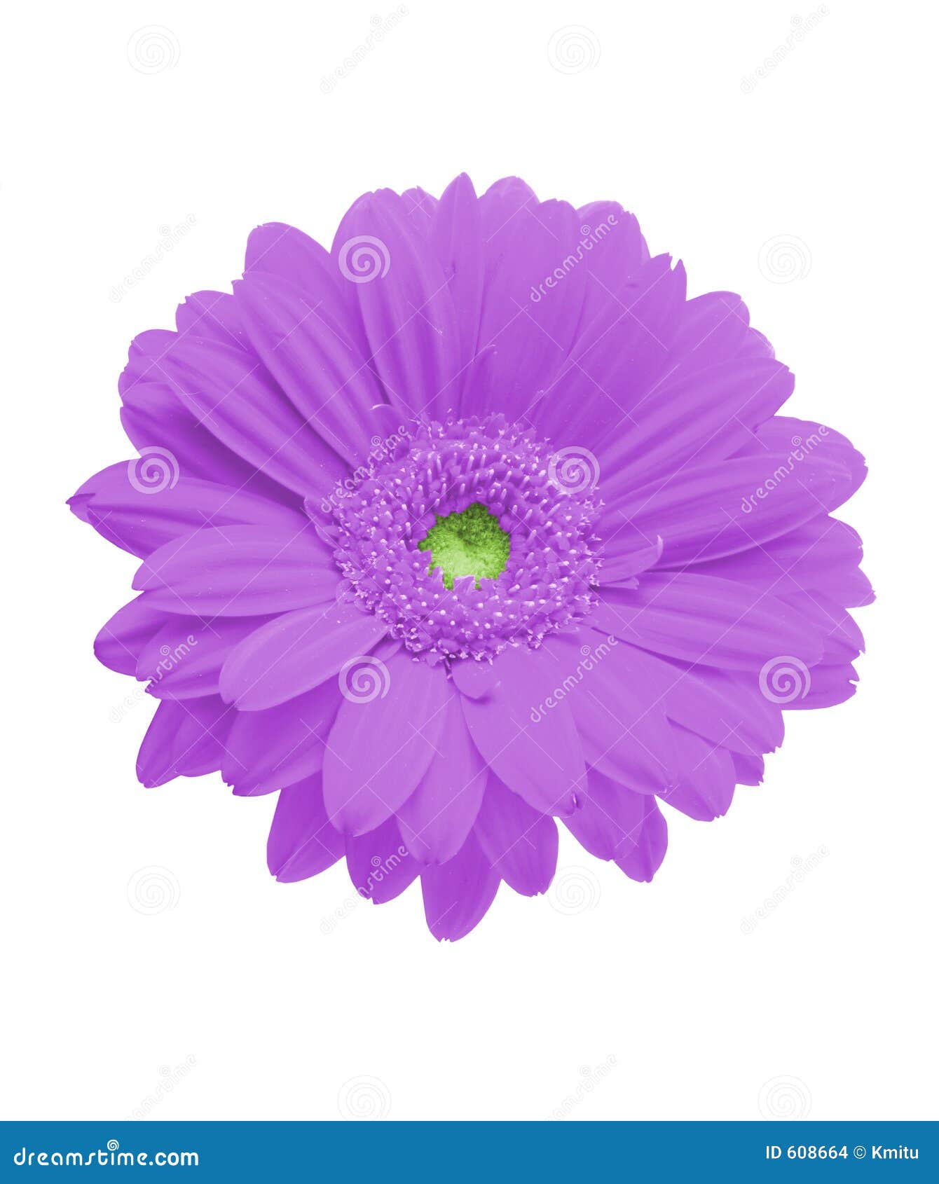 Purple Gerbera Daisy Flowers Royalty-Free Stock Image | CartoonDealer ...
